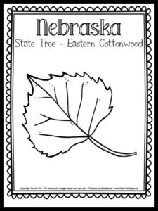 Nebraska's State Tree (the Eastern Cottonwood!) Coloring Page {Free ...
