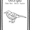 Alabama State Bird (Yellowhammer) Coloring Page {FREE Printable!} - The ...