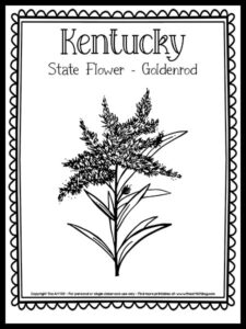 Kentucky State Flower Coloring Page (The Goldenrod!) {FREE Printable ...
