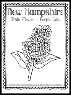 {Free Printable} New Hampshire State Flower Coloring Page (Purple Lilac ...