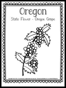 Oregon State Flower Coloring Page (Oregon Grape) {FREE Printable ...