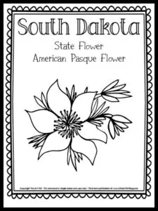 south dakota state flower coloring page american pasque flower the art ...