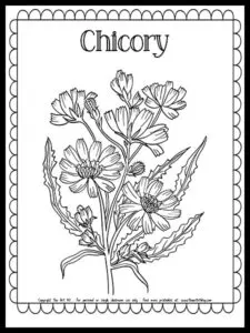 chicory flower coloring page the art kit copy - The Art Kit