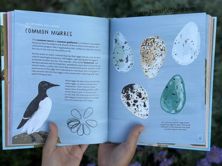 Nests, Eggs, Birds: An Illustrated Aviary - Book Review - The Art Kit