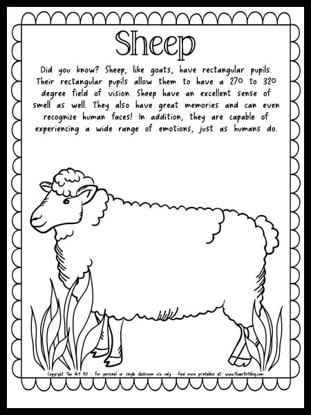 Sheep Coloring Page with Fun Facts FREE PRINTABLE - The Art Kit