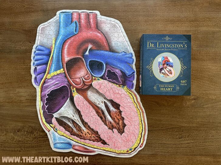 The Human Heart Anatomy Jigsaw Puzzle: Review! - The Art Kit