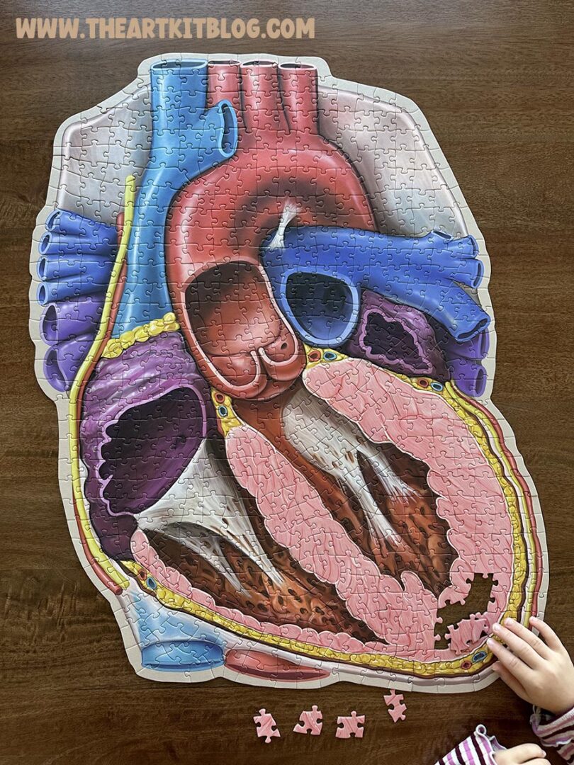 The Human Heart Anatomy Jigsaw Puzzle: Review! - The Art Kit