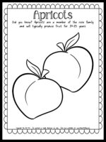 National Apricot Day: FREE PRINTABLE Coloring Page with Fun Fact! - The ...