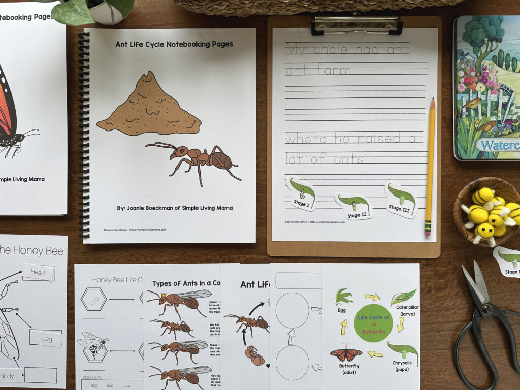 Insect life cycle_HRC_The Art Kit 5 - The Art Kit