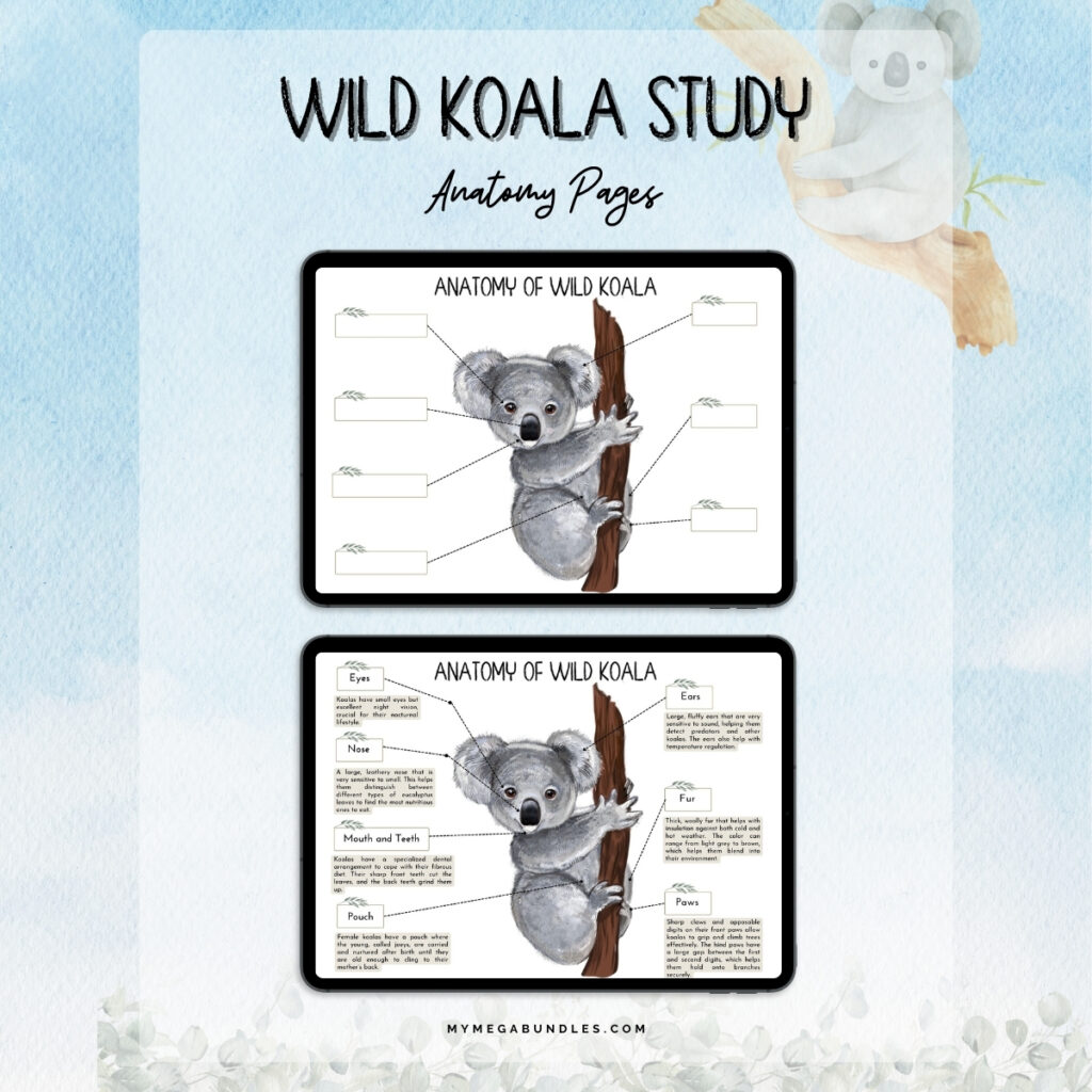 Wild koala anatomy Unit Study - The Art Kit