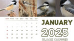 Limited Time FREEBIE: 2025 Bird of the Month Wall Calendars - The Art Kit