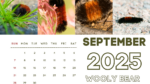 Limited Time FREEBIE: 2025 Insect of the Month Wall Calendars - The Art Kit