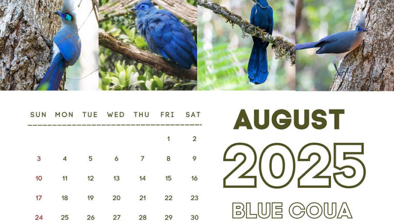 Limited Time FREEBIE: 2025 Bird of the Month Wall Calendars - The Art Kit