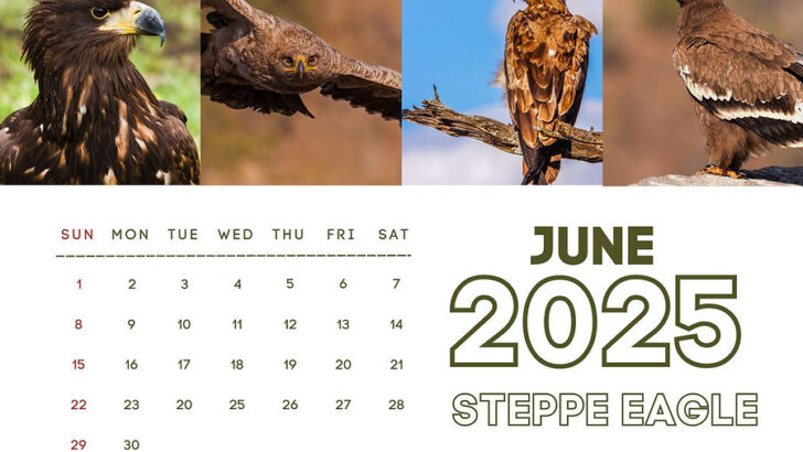 Limited Time FREEBIE: 2025 Bird of the Month Wall Calendars - The Art Kit