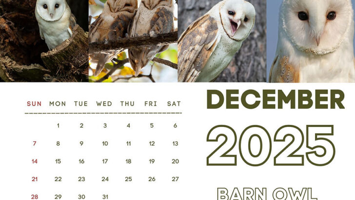 Limited Time FREEBIE: 2025 Bird of the Month Wall Calendars - The Art Kit