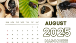 Limited Time FREEBIE: 2025 Insect of the Month Wall Calendars - The Art Kit