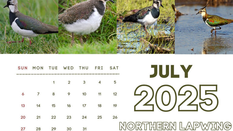 Limited Time FREEBIE: 2025 Bird of the Month Wall Calendars - The Art Kit