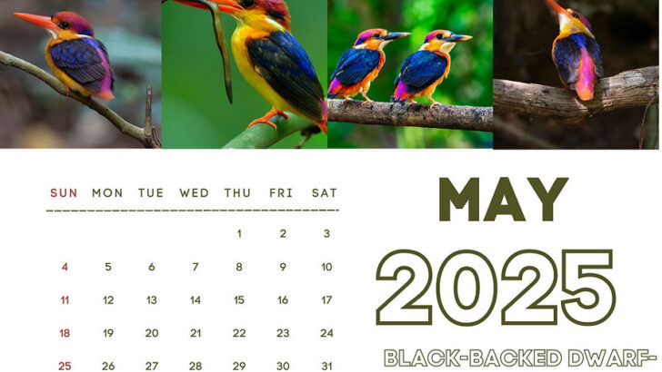 Limited Time FREEBIE: 2025 Bird of the Month Wall Calendars - The Art Kit