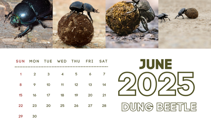 Limited Time FREEBIE: 2025 Insect of the Month Wall Calendars - The Art Kit