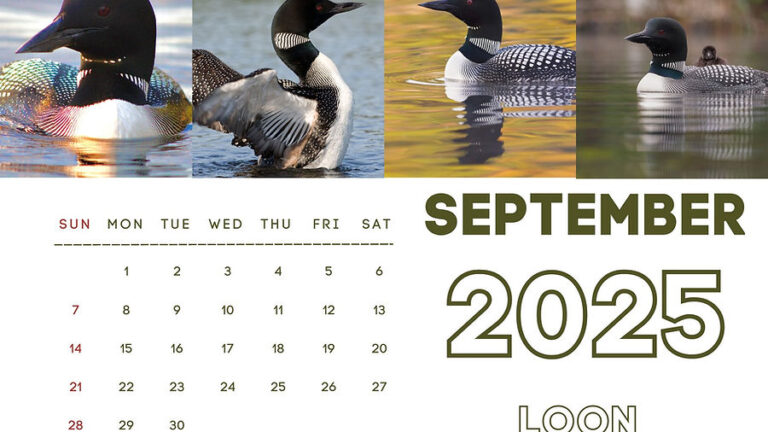 Limited Time FREEBIE: 2025 Bird of the Month Wall Calendars - The Art Kit