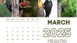 Limited Time FREEBIE: 2025 Bird of the Month Wall Calendars - The Art Kit