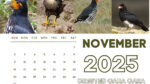 Limited Time FREEBIE: 2025 Bird of the Month Wall Calendars - The Art Kit