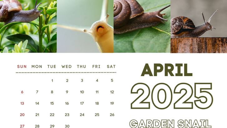 Limited Time FREEBIE: 2025 Insect of the Month Wall Calendars - The Art Kit