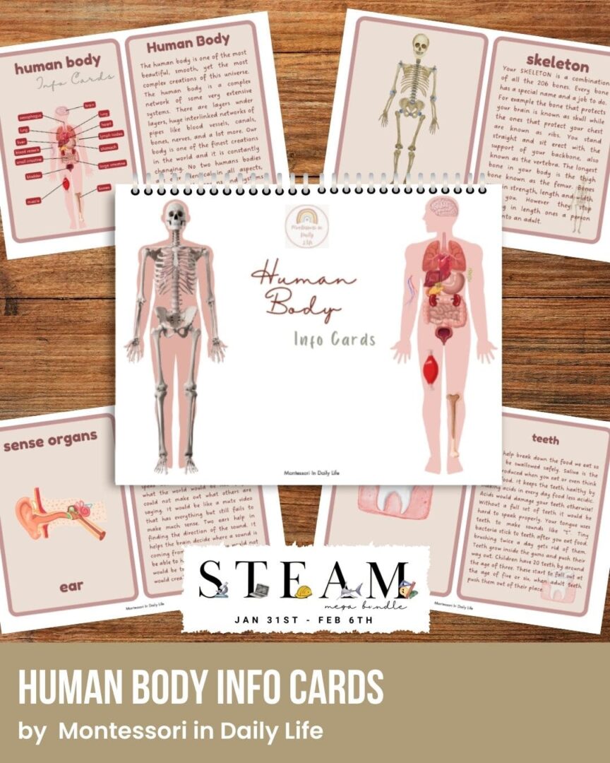 Human Body Info Cards - The Art Kit