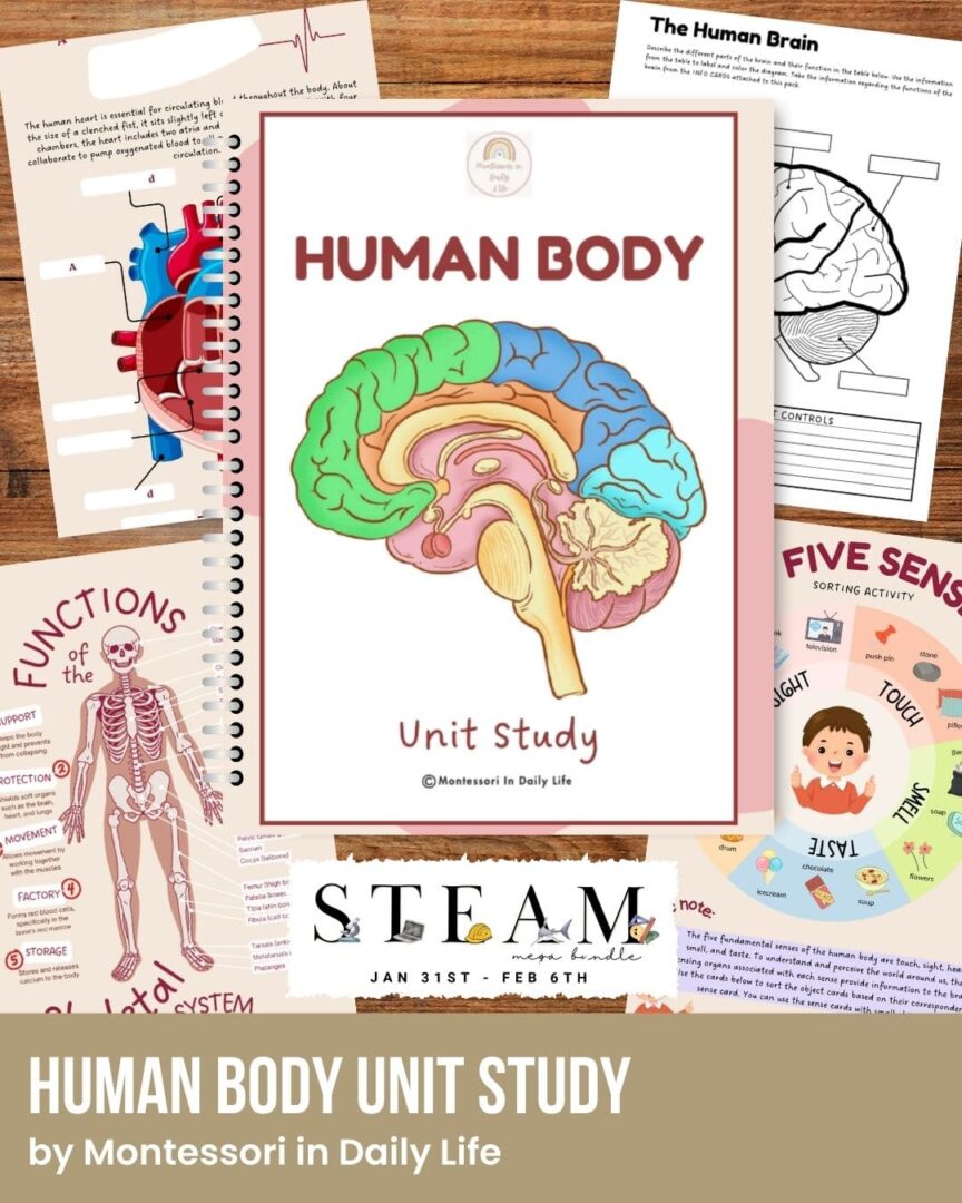Human Body Unit Study - The Art Kit