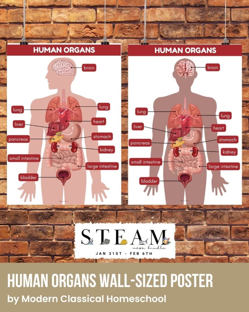 Human Organs Wall-Sized Poster - The Art Kit
