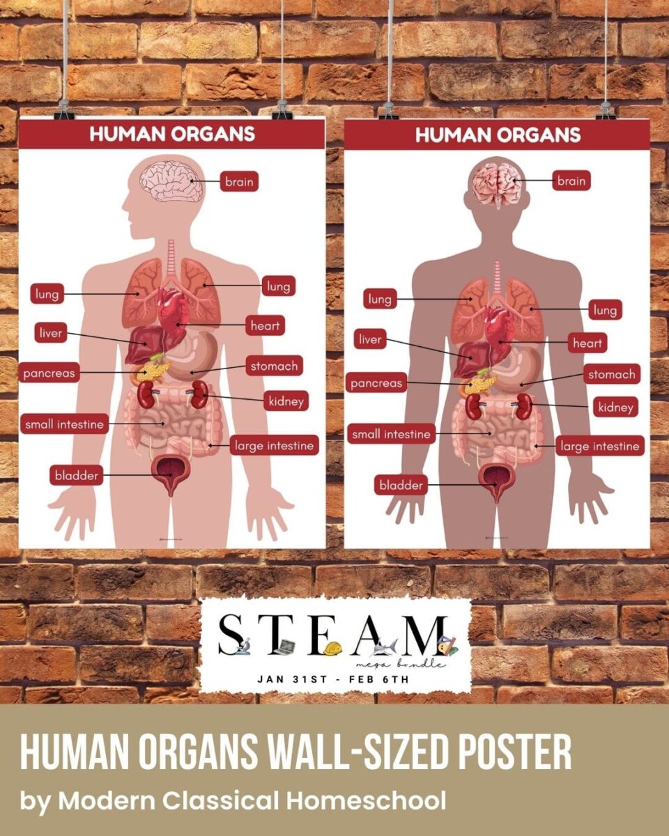 Human Organs Wall-Sized Poster - The Art Kit