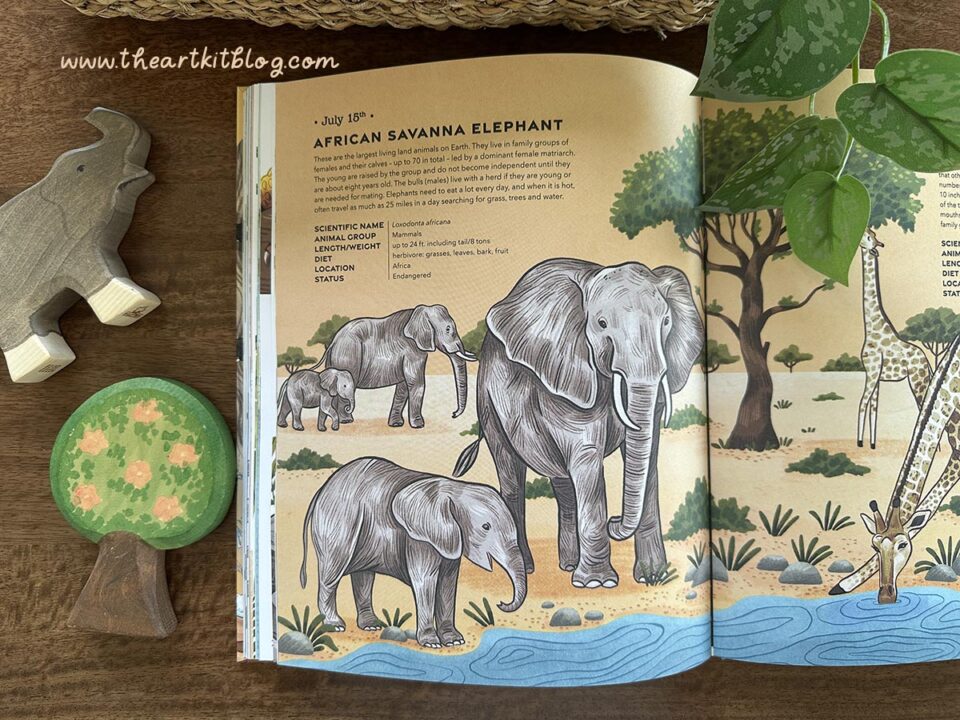 An Animal a Day Book - A Timberdoodle Review - The Art Kit