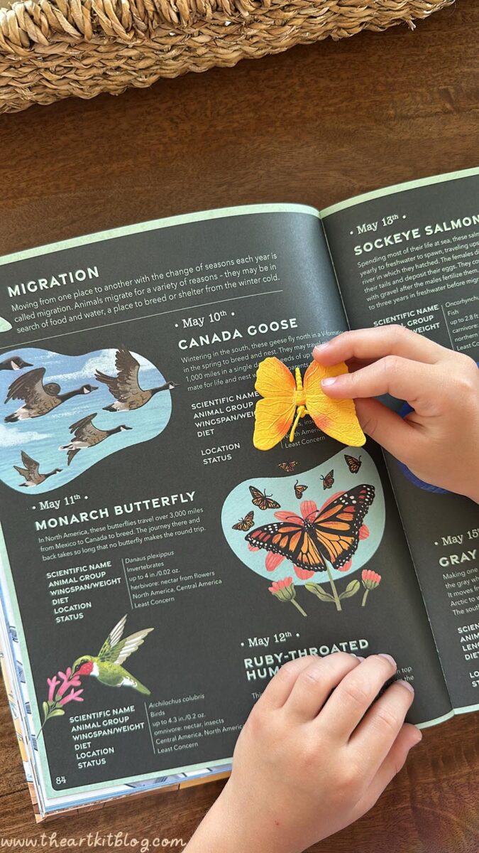 An Animal a Day Book - A Timberdoodle Review - The Art Kit