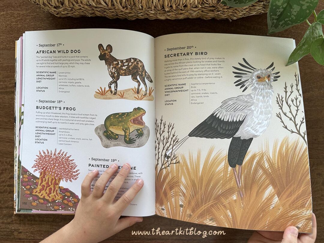An Animal a Day Book - A Timberdoodle Review - The Art Kit