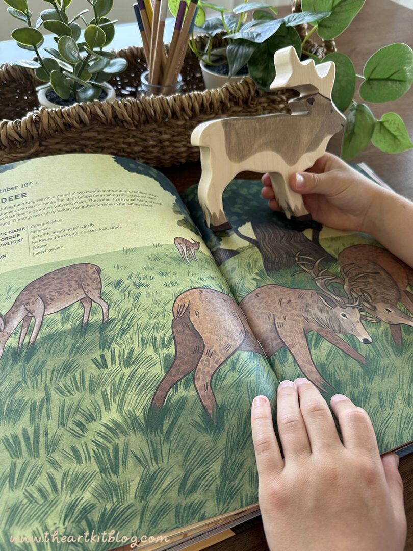 An Animal a Day Book - A Timberdoodle Review - The Art Kit