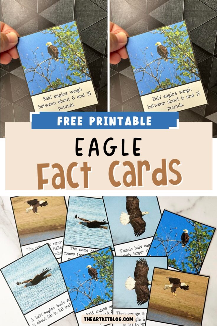 Bald Eagle Fact Cards (Free Printable) - The Art Kit